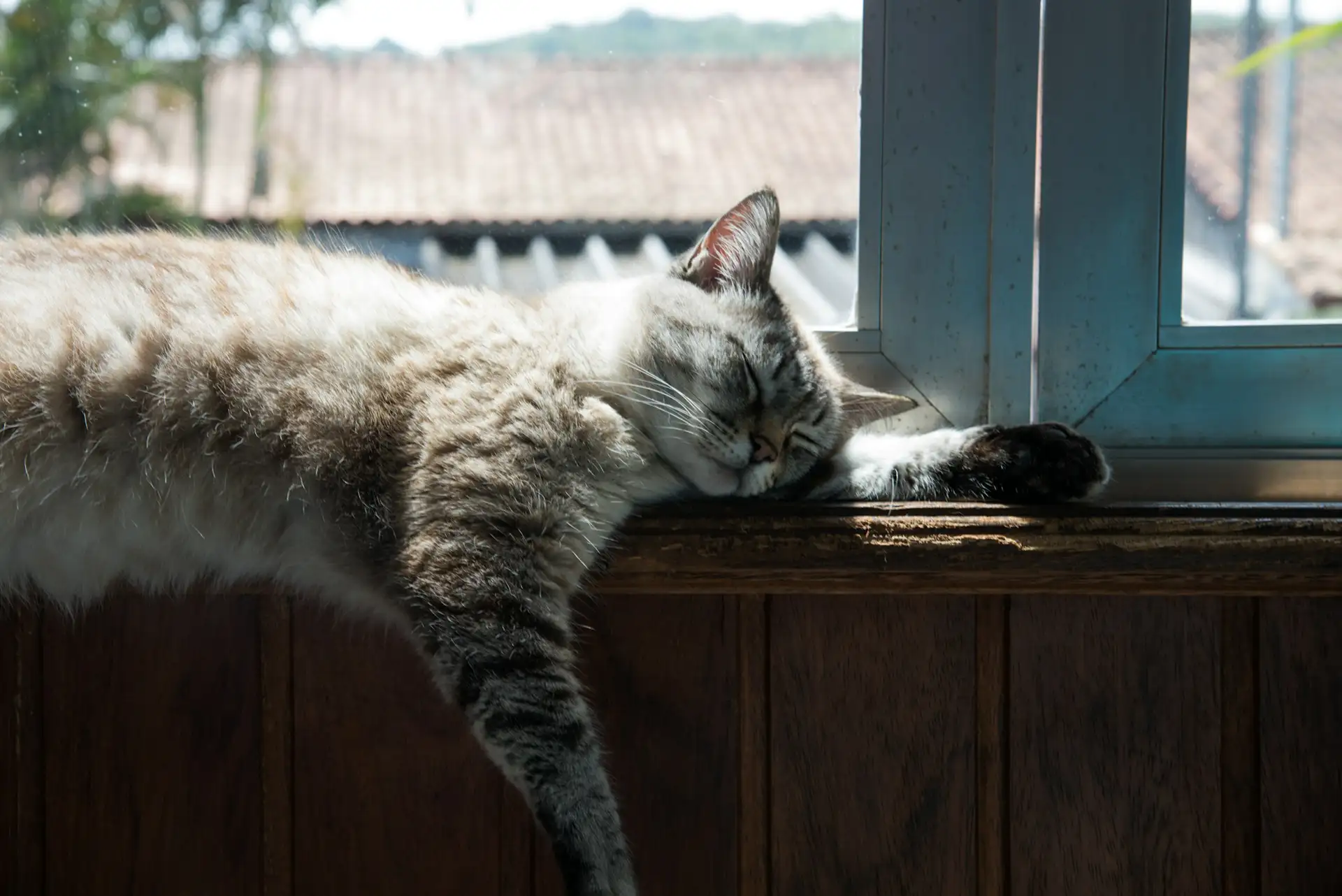 Recognizing Pain in Cats: What Fayetteville Cat Owners Should Know ...